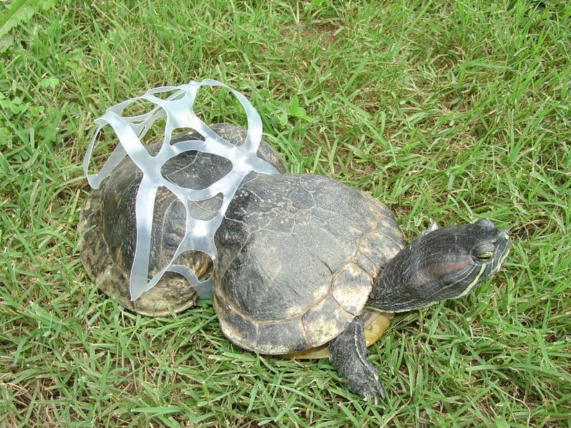 Deadly Sacrifice on the Altar of Convenience – The Nearness of God